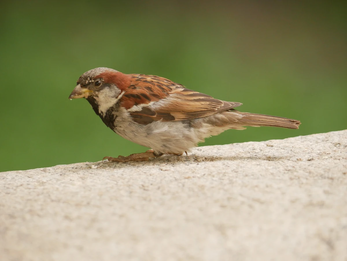 Passer | Prehistoric Wiki | Fandom