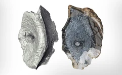 Svalbard ichthyosaur | Prehistoric Wiki | Fandom