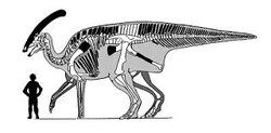 Charonosaurus | Prehistoric Wiki | Fandom