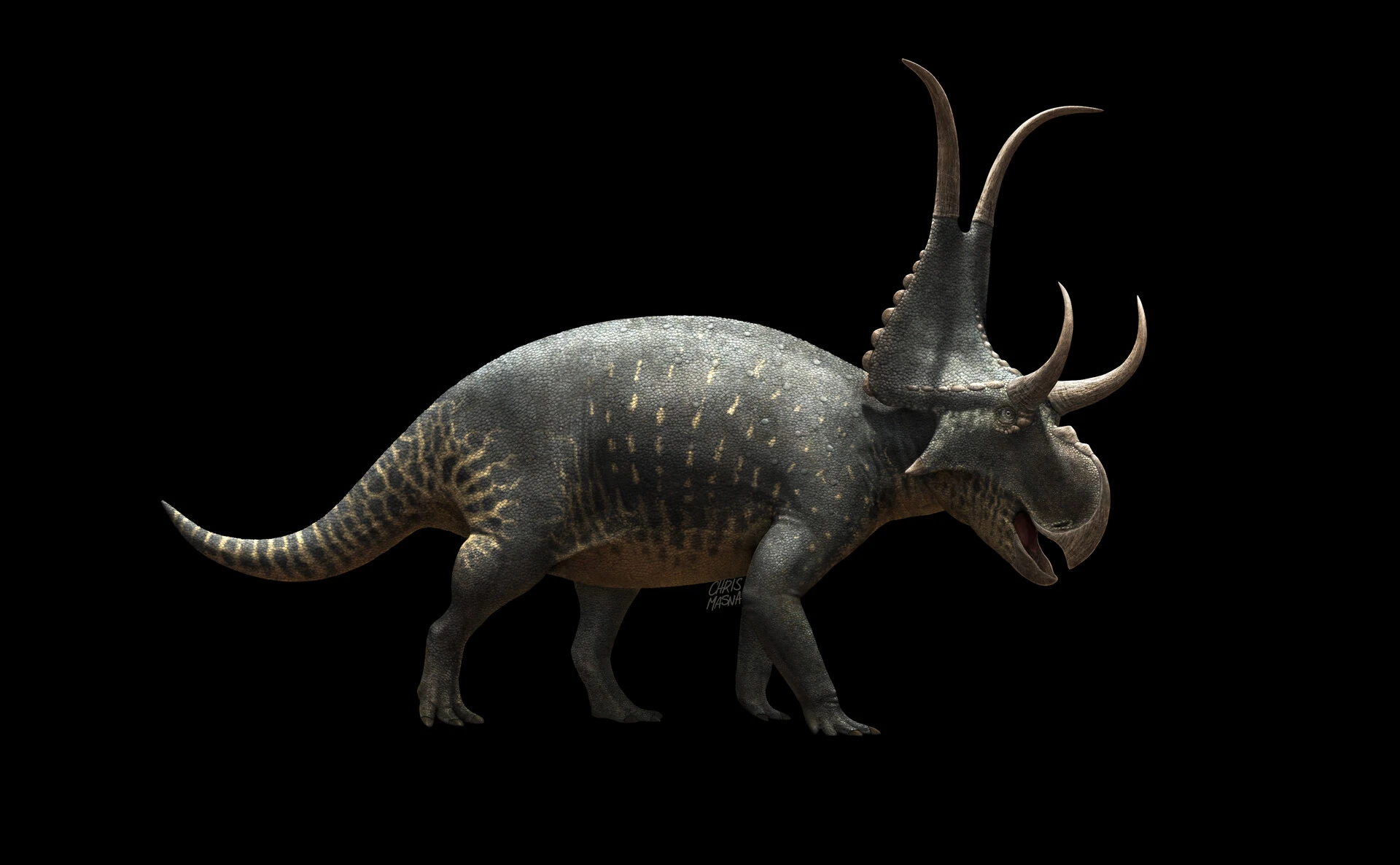 Diabloceratops | Prehistoric Wiki | Fandom