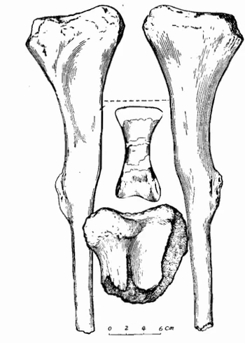 IVPP V969 | Prehistoric Wiki | Fandom