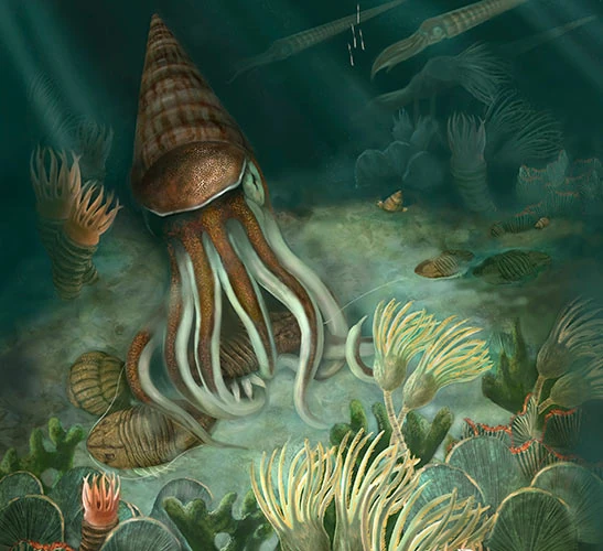 Ordovician | Prehistoric World And Monsters Wiki | Fandom
