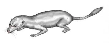 Brasilodon | Prehistoric World And Monsters Wiki | Fandom