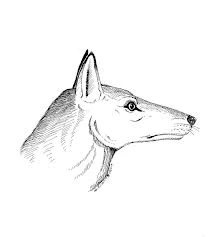 Canis Edwardii | Prehistoric World And Monsters Wiki | Fandom