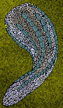 Astraspis | Prehistoric World And Monsters Wiki | Fandom