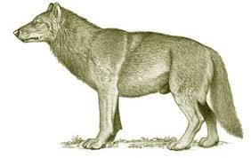 Dire Wolf | Prehistoric World And Monsters Wiki | Fandom