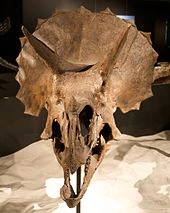 Triceratops | Prehistoric World And Monsters Wiki | Fandom