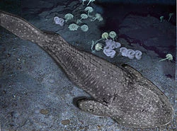 Cephalaspis | Prehistoric World And Monsters Wiki | Fandom