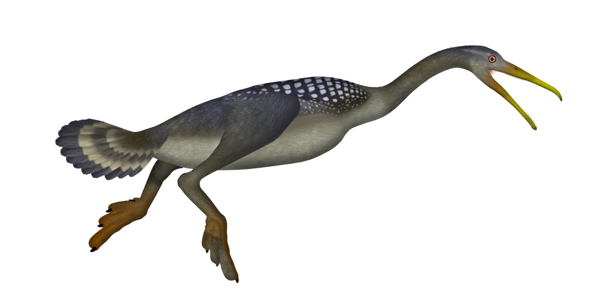 Hesperornis | Prehistoric Wiki | Fandom