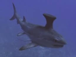 Stethacanthus | Prehistoric Wiki | Fandom