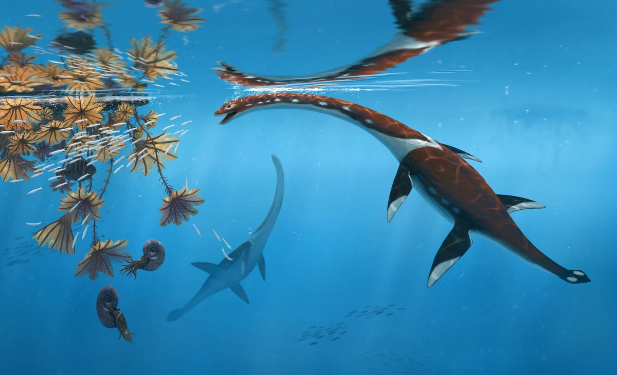 Plesionectes | Prehistoric Wiki | Fandom