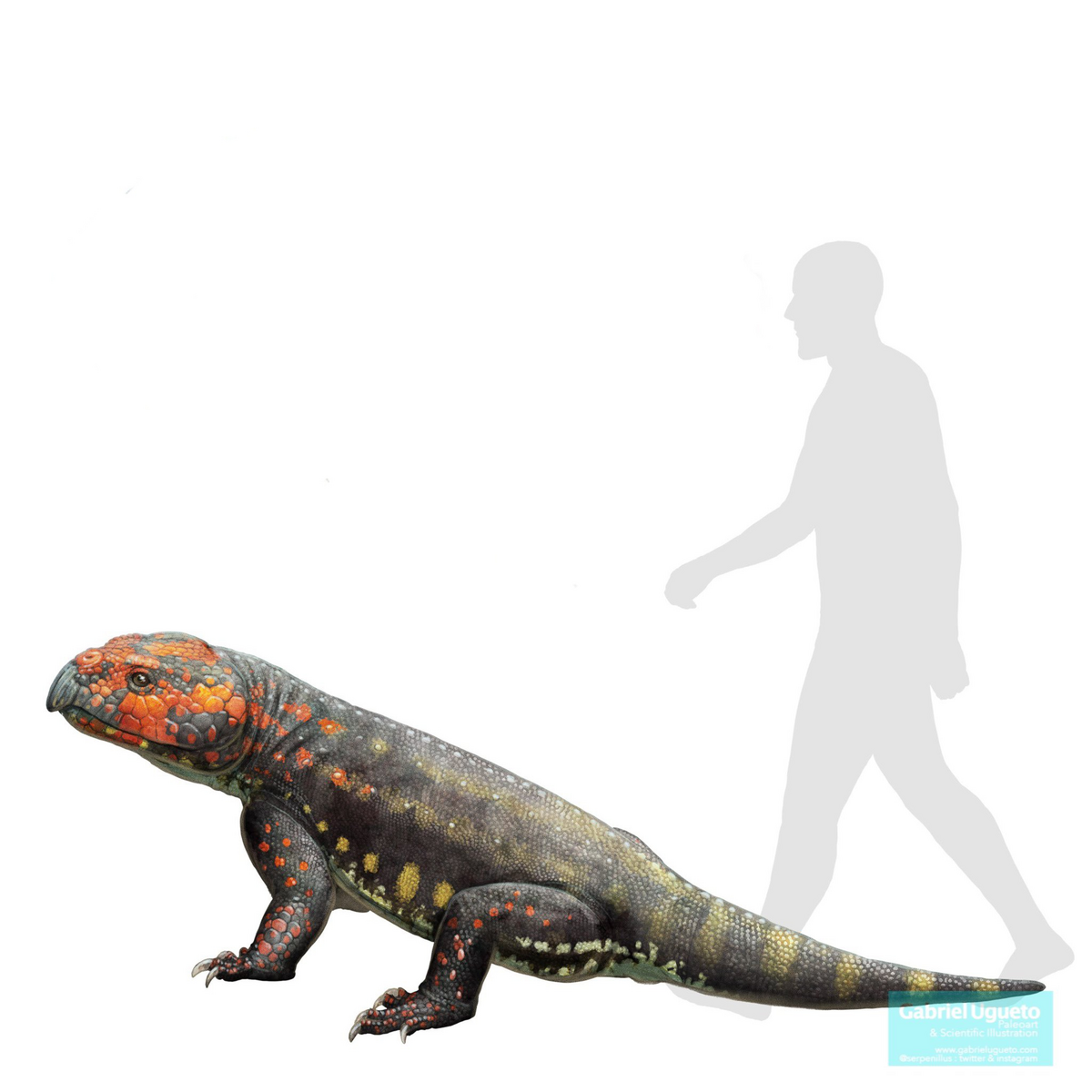 Brasinorhynchus | Prehistoric Wiki | Fandom