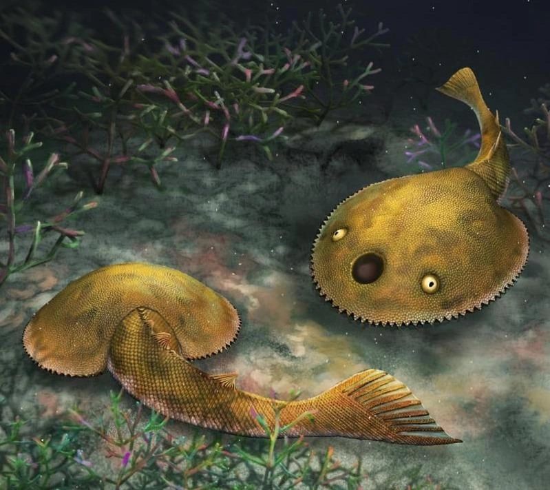 Foxaspis | Prehistoric Wiki | Fandom