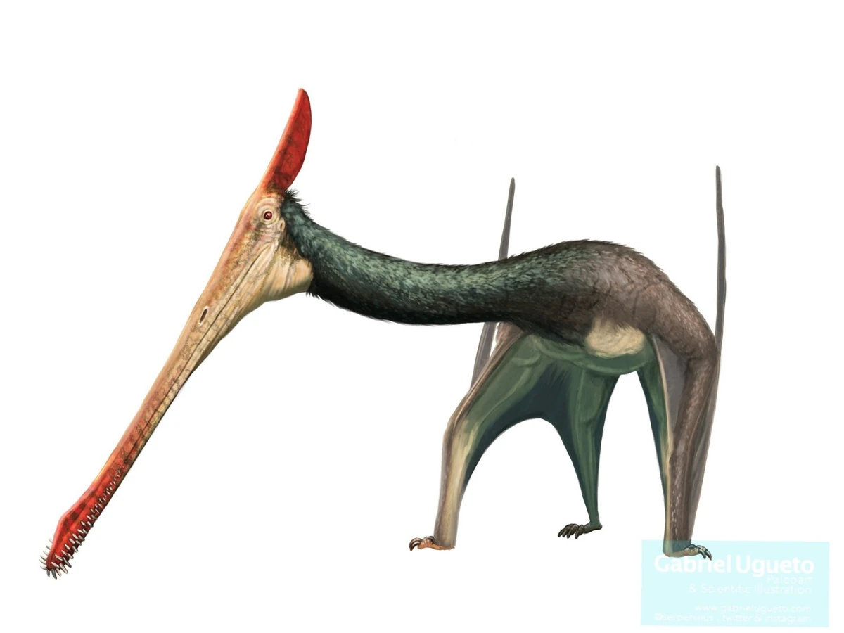 Moganopterus | Prehistoric Wiki | Fandom