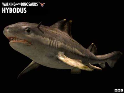 Hybodus | Prehistoric Wiki | Fandom