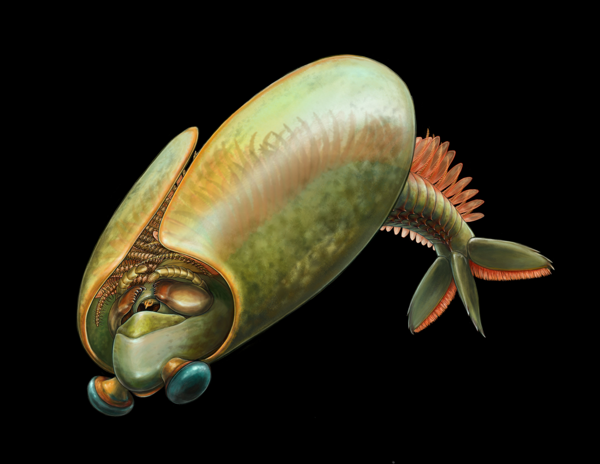 Odaraia | Prehistoric Wiki | Fandom