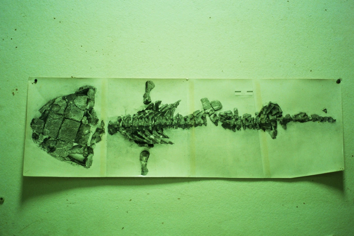 Labrynthodont | Prehistoric Wiki | Fandom