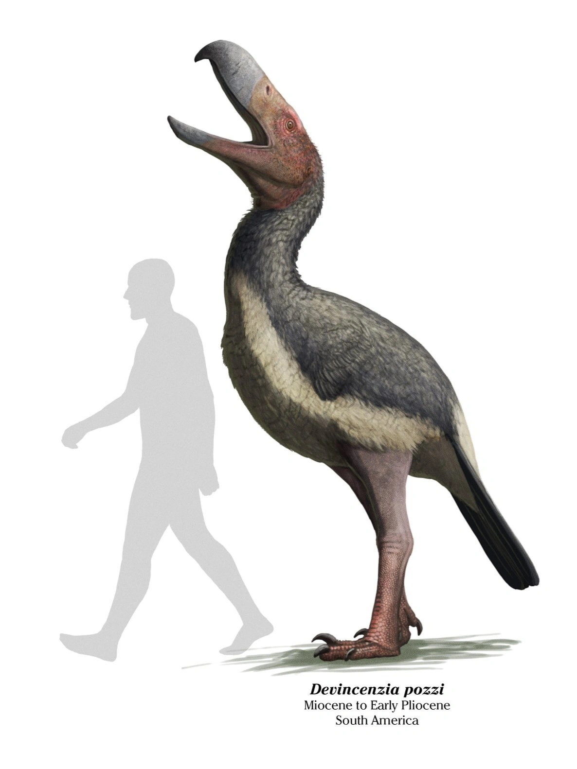 Devincenzia | Prehistoric Wiki | Fandom