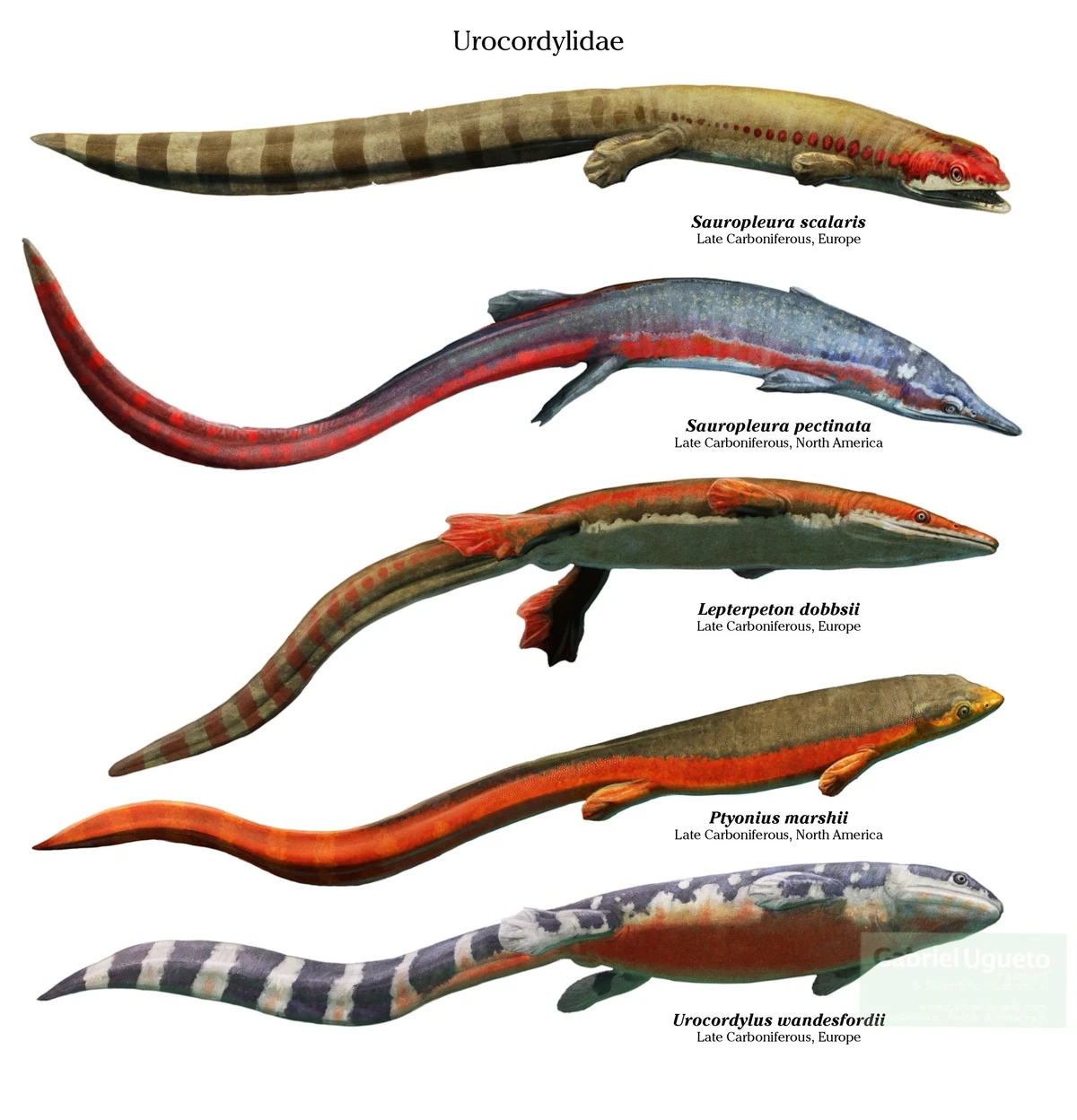 Lepterpeton | Prehistoric Wiki | Fandom