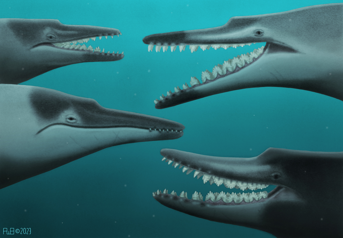 Coronodon Prehistoric Wiki Fandom