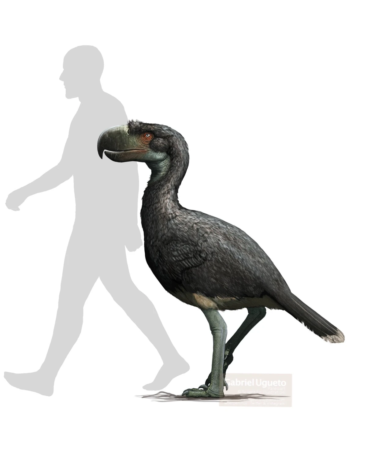 Andalgalornis | Prehistoric Wiki | Fandom