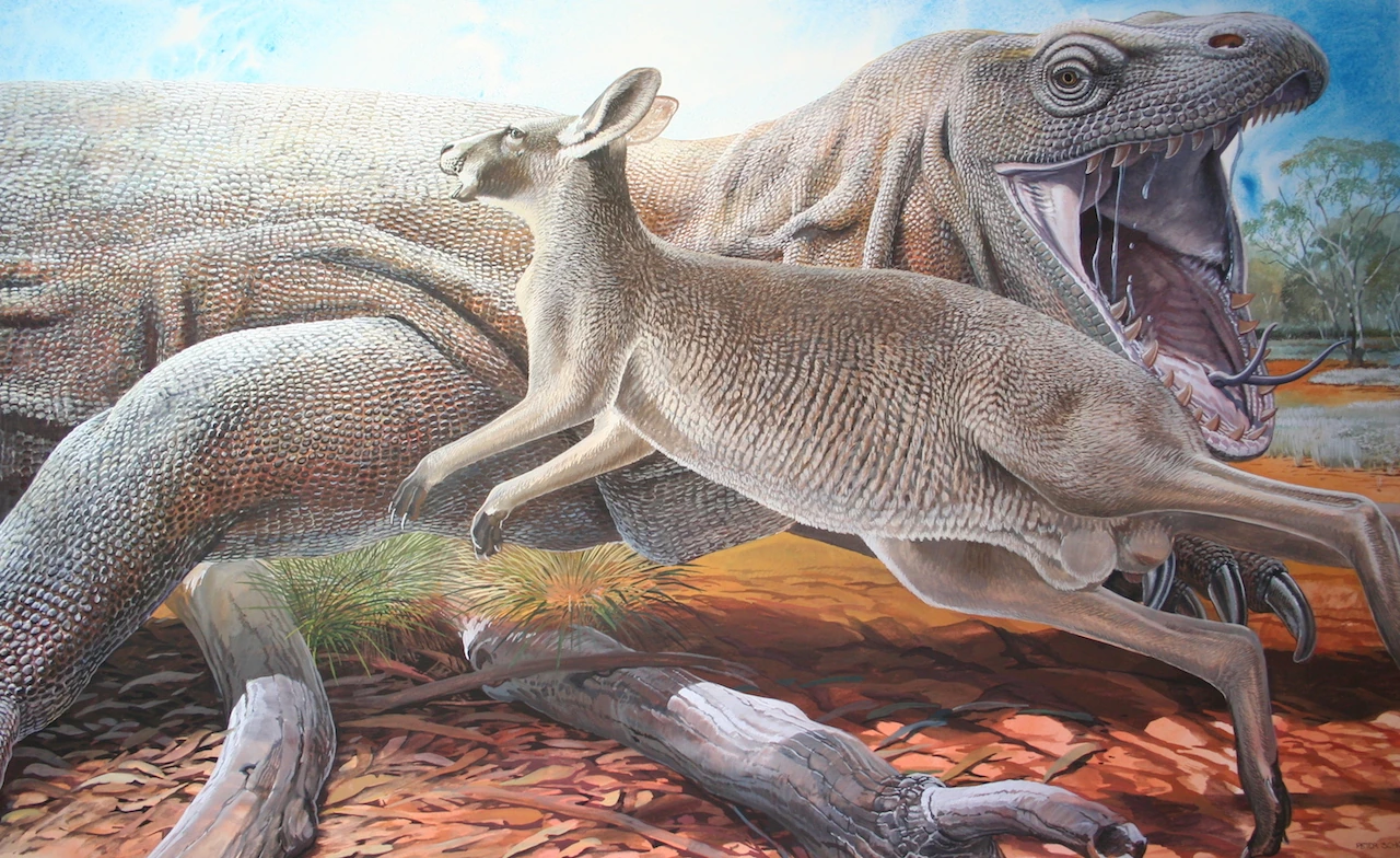 did megalania eat humans