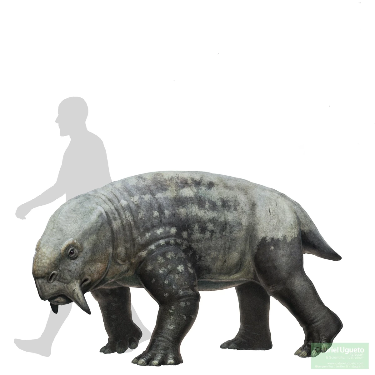 Placerias | Prehistoric Wiki | Fandom