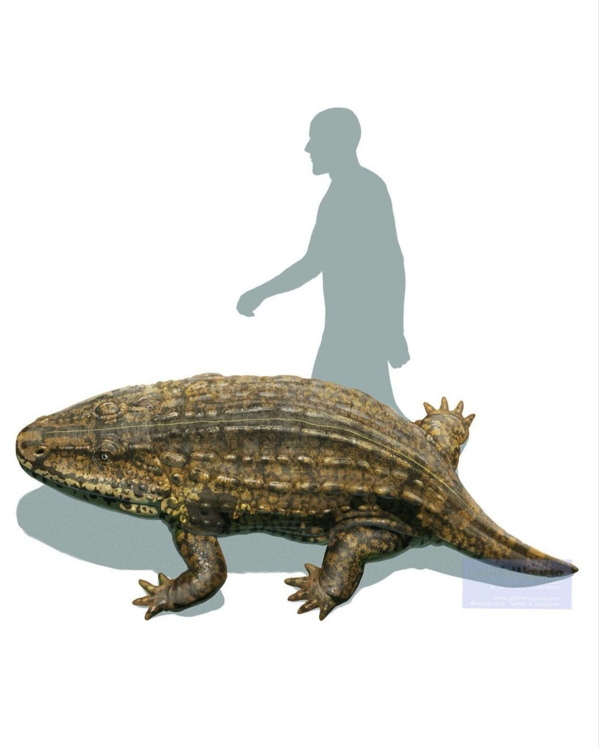 Eryops Prehistoric Wiki Fandom