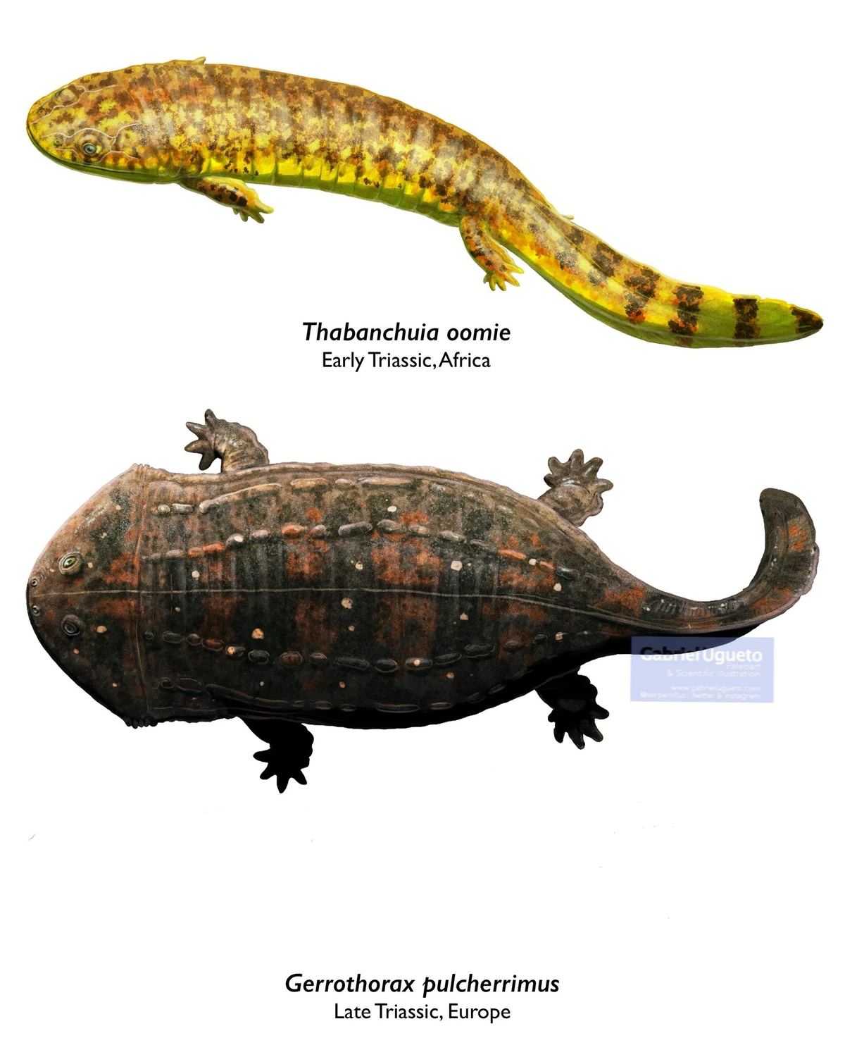 Gerrothorax | Prehistoric Wiki | Fandom