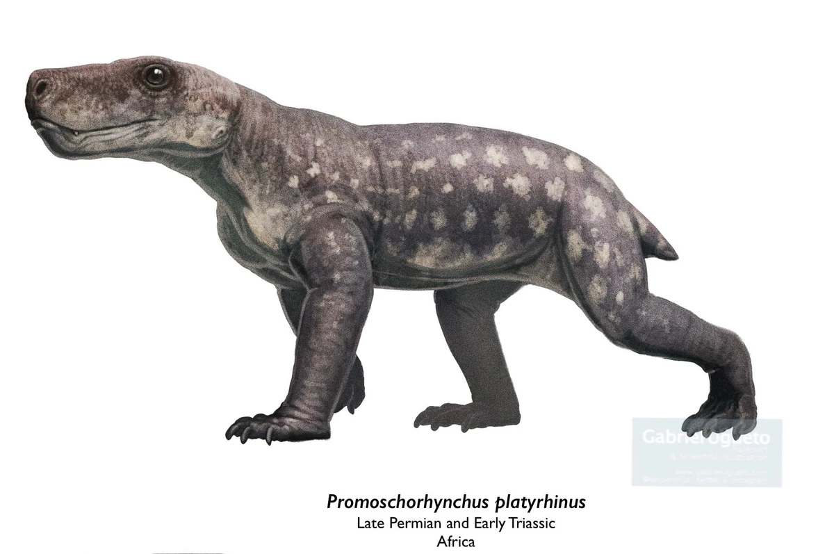 Promoschorhynchus | Prehistoric Wiki | Fandom