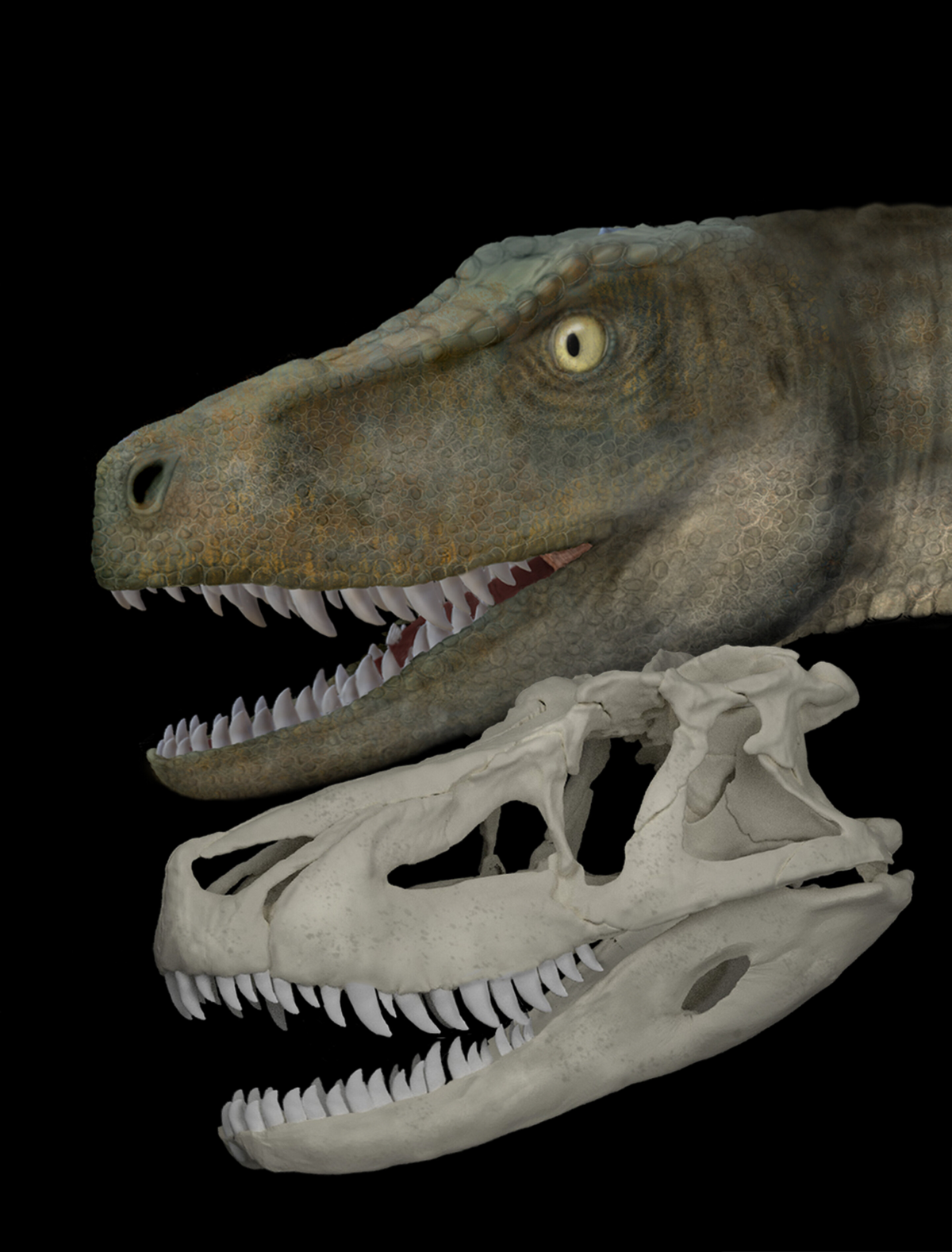 Saurosuchus Prehistoric Wiki Fandom