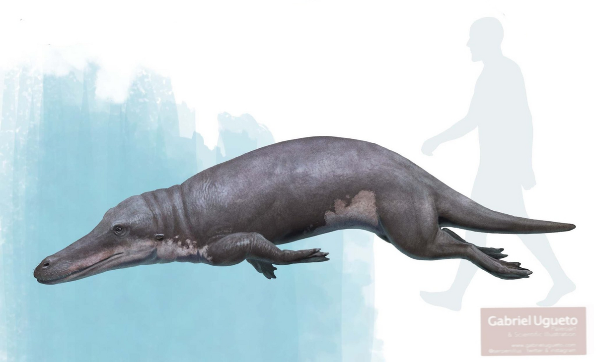 Ambulocetus Prehistoric Wiki Fandom