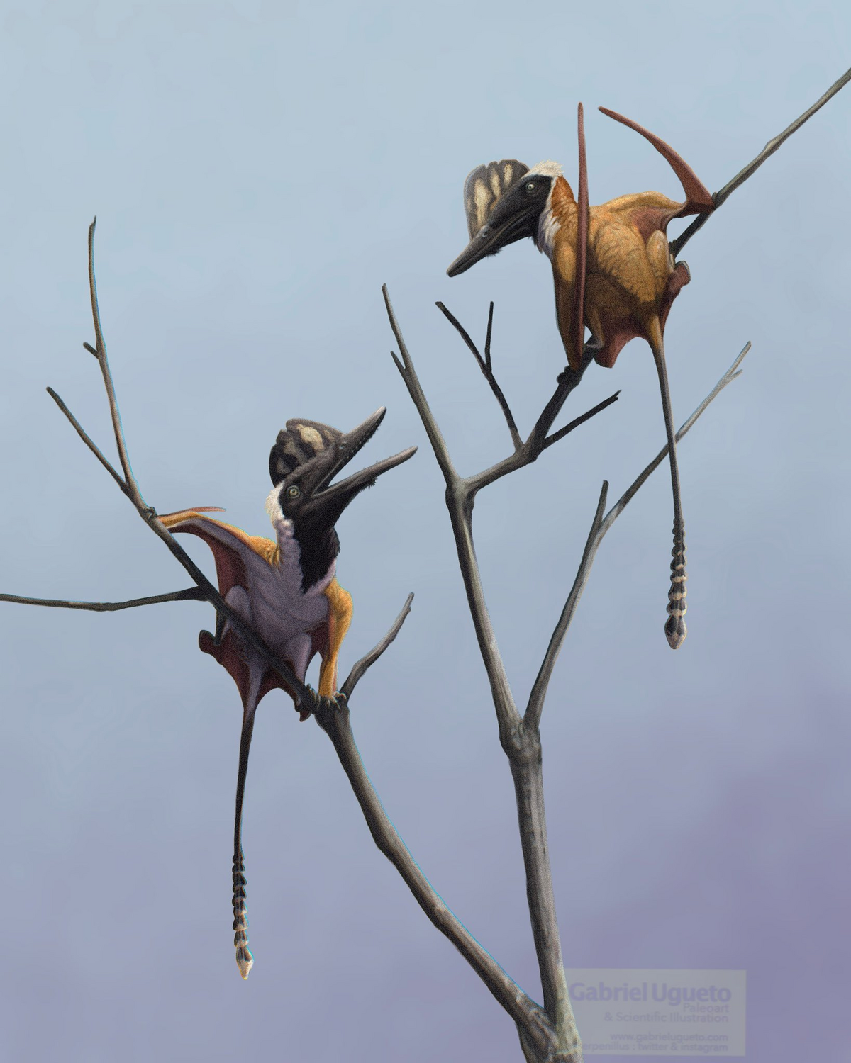 Darwinopterus Prehistoric Wiki Fandom