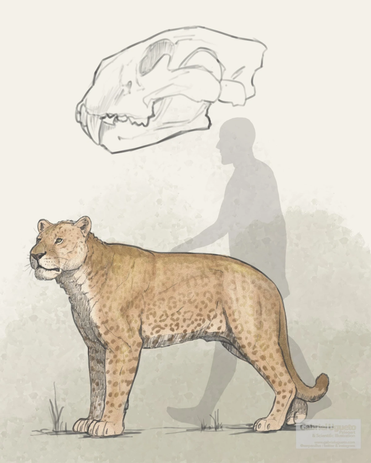 American lion | Prehistoric Wiki | Fandom