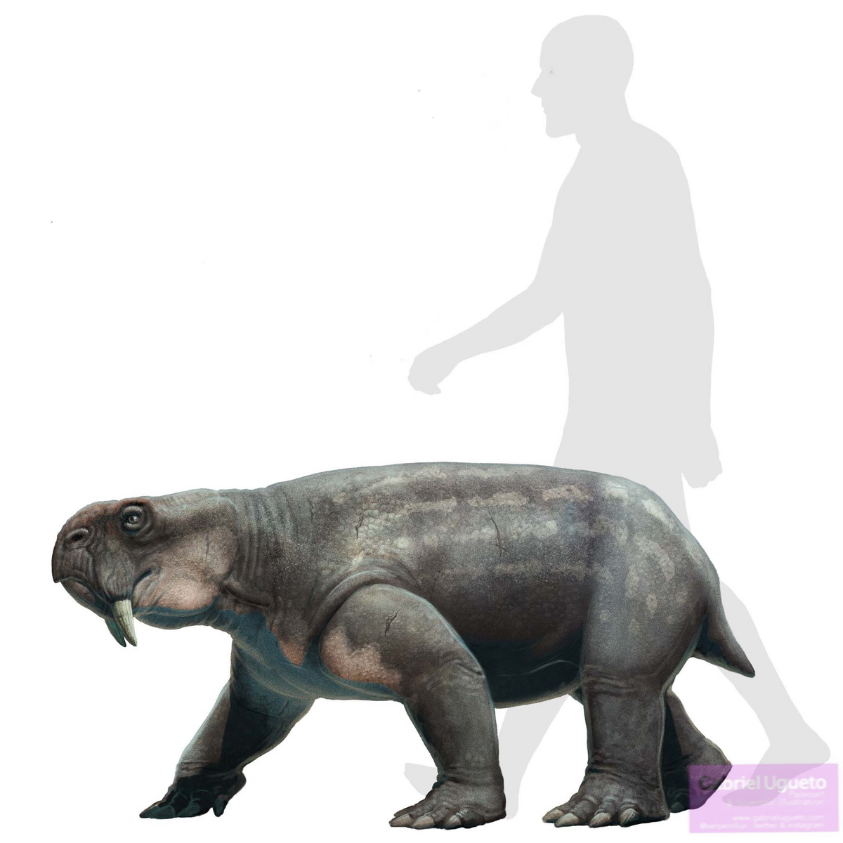 Dinodontosaurus Prehistoric Wiki Fandom
