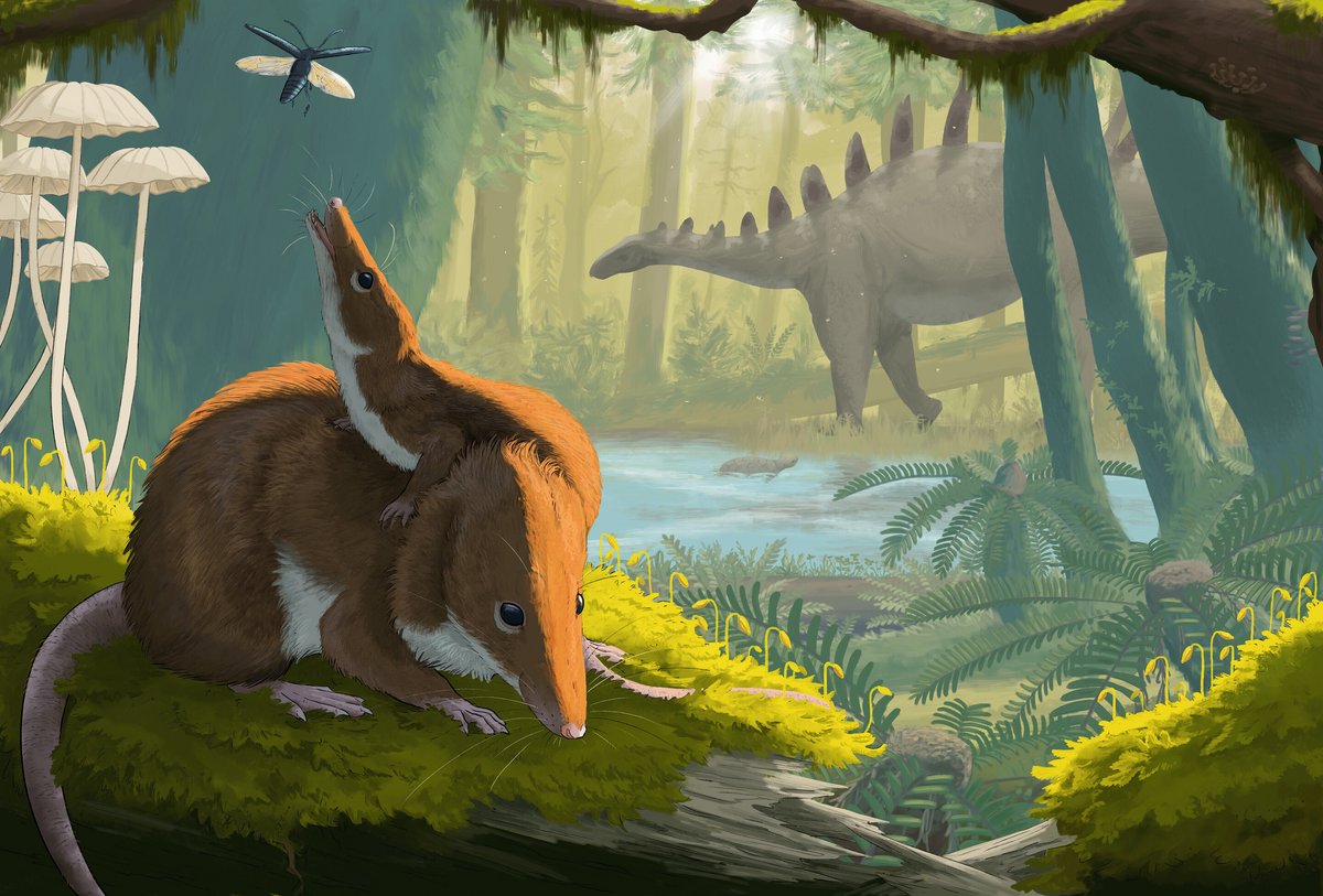Krusatodon Prehistoric Wiki Fandom
