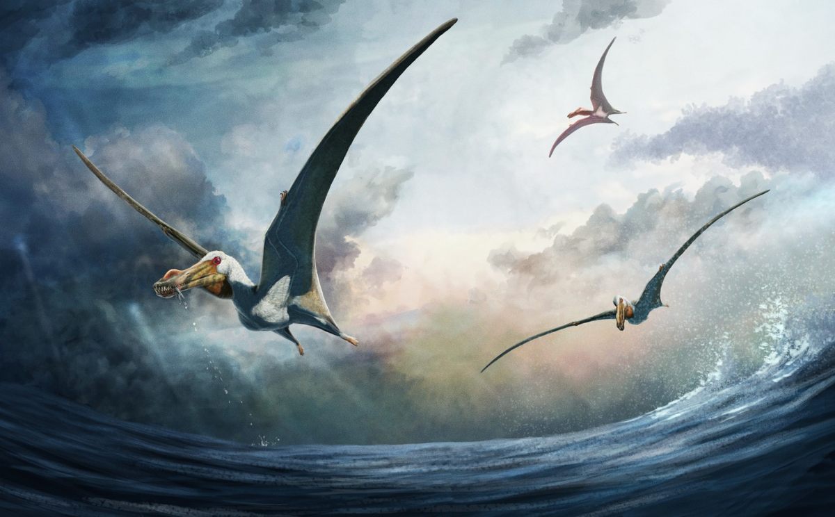 Haliskia Prehistoric Wiki Fandom