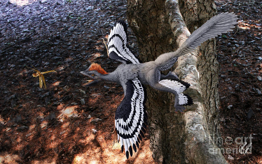 Anchiornis | Prehistorica Wiki | Fandom