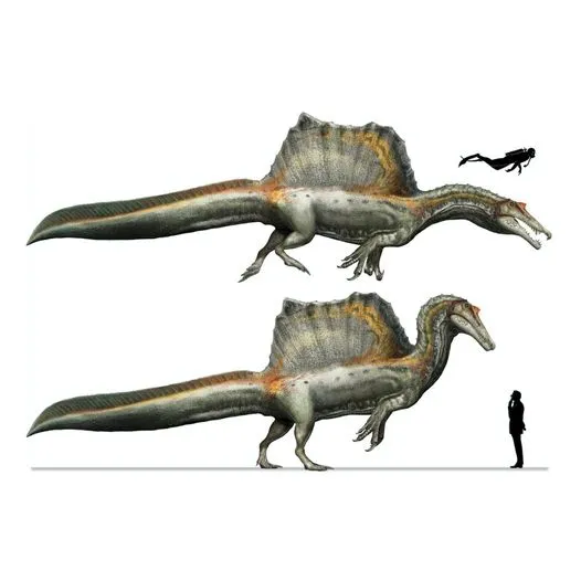Spinosaurus Size Chart