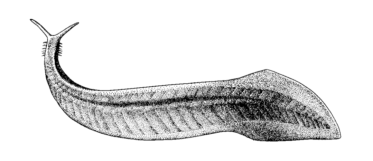 Pikaia | Prehistoric Earth Wiki | Fandom