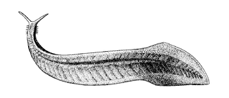 Pikaia | Prehistoric Earth Wiki | Fandom