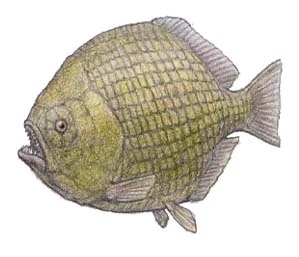 Dapedium | Prehistoric Earth Wiki | Fandom