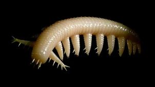 Aysheaia | Prehistoric Earth Wiki | Fandom