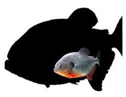 Prehistoric Piranha Fossil