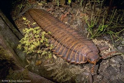 Arthropleura | Prehistoric Earth Wiki | Fandom