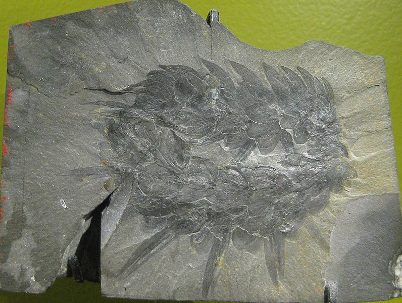 Wiwaxia | Prehistoric Earth Wiki | Fandom