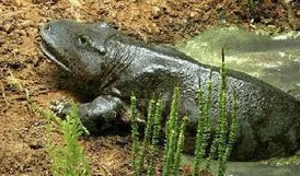 Eryops | Prehistoric Earth Wiki | Fandom