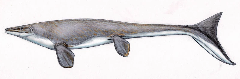 Platecarpus | Prehistoric Earth Wiki | Fandom