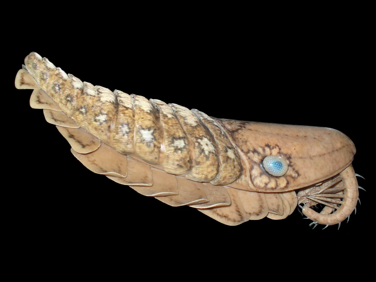 Peytoia | Prehistoric Earth Wiki | Fandom