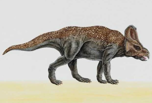 Protoceratops | Prehistoric Monsters Wiki | Fandom